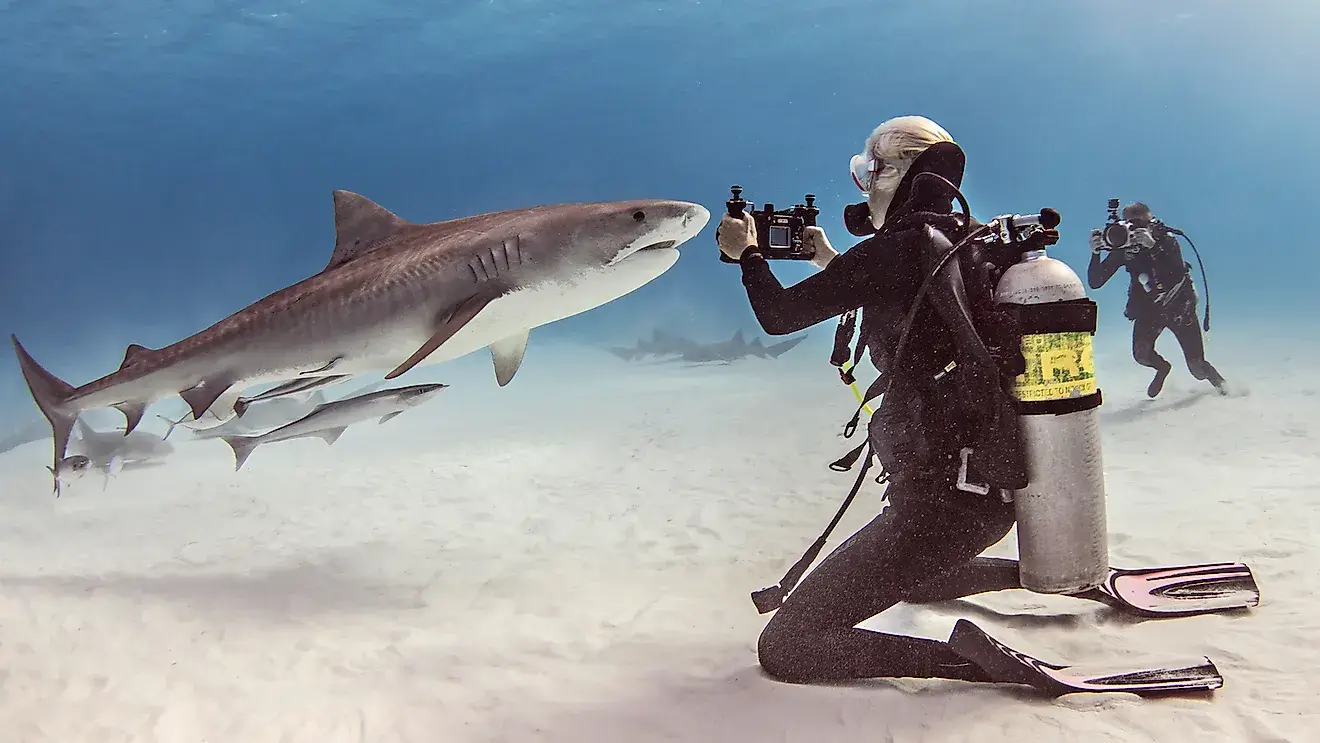 Top 16 Famous Shark Scientists That You Should Know 2024