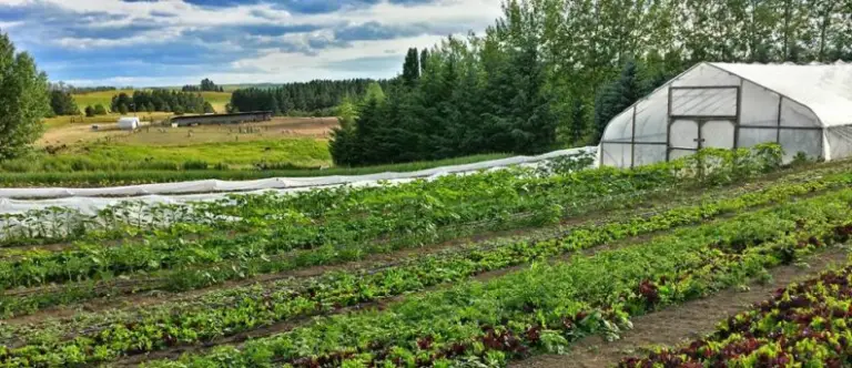 25 Best Schools For Agricultural Sciences In The US 2025