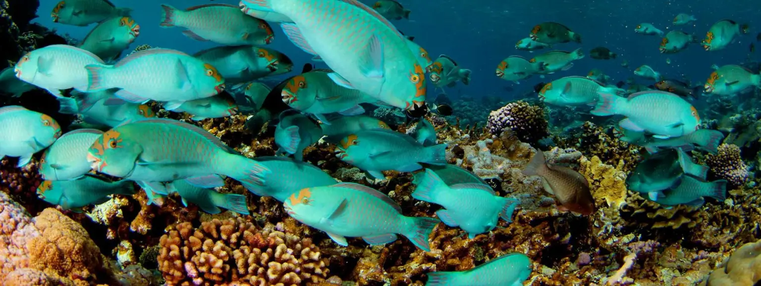25 Best Schools For Marine Biology In The US 2024