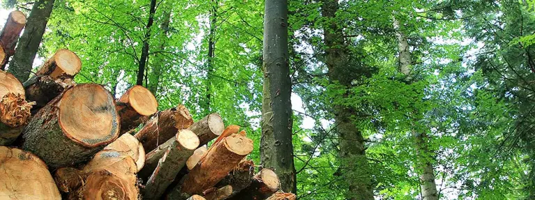 25 Best Forestry Schools In The US 2025