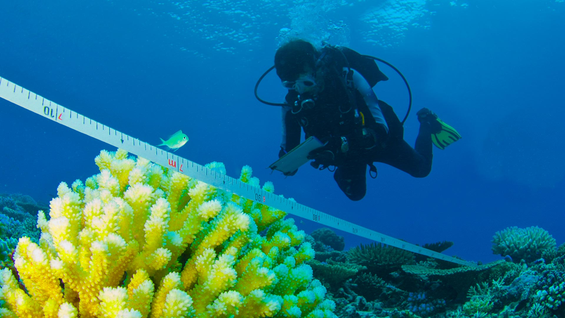 25 Best Schools For Marine Biology In The US 2024