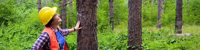 25 Best Forestry Schools In The US 2023